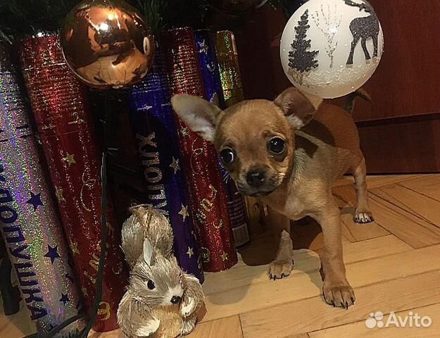 Элитные щенки чихуахуа