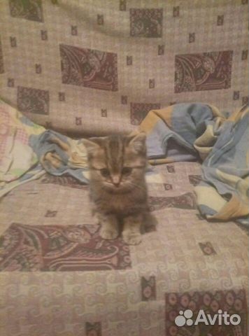 Котята британцы