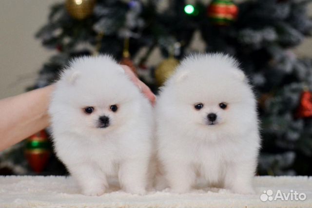 Шпицы Белоснежки