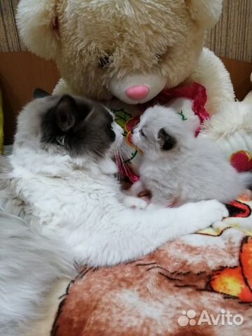 Наши милашки рэдголл