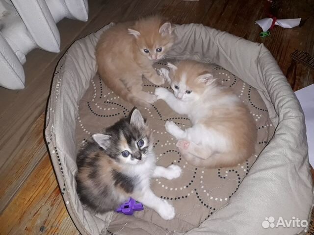 Милые котята от персидской кошечки и дворянина