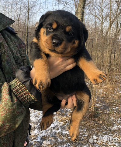 Щенок, девочка