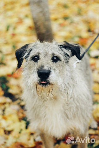 Собака бородулька Тиша ищет дом