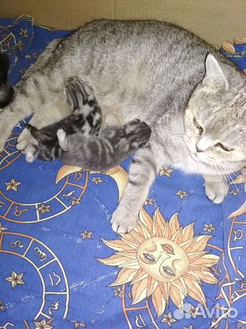 Шотландский котик