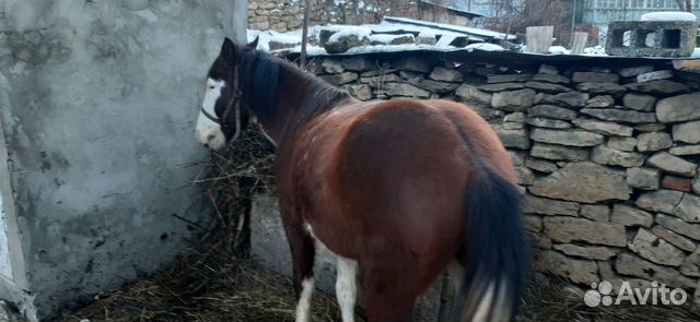 Лошадь инаходец