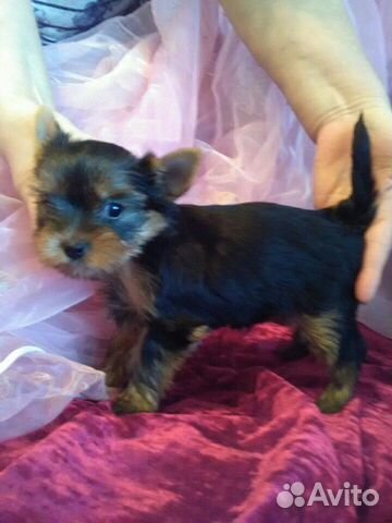 Йоркширский терьер