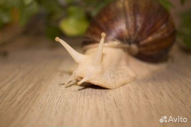 Улитята ахатин