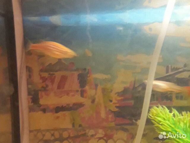 Рыба неон и барбус