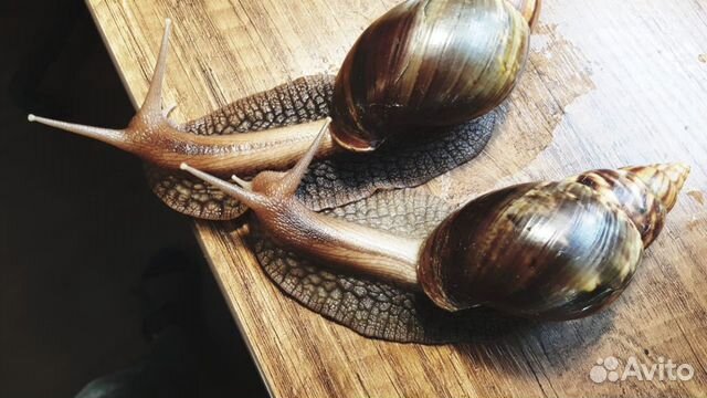 Улитка Ахатины