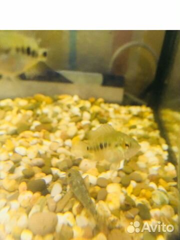 Мальки цыхлозом