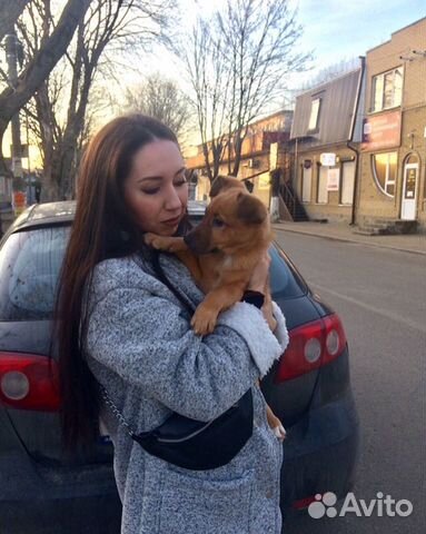 Ищет дом щенок не крупной собачки Лёля