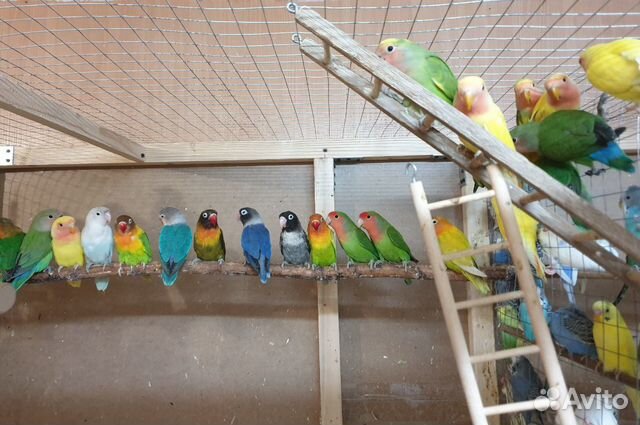 Неразлучники