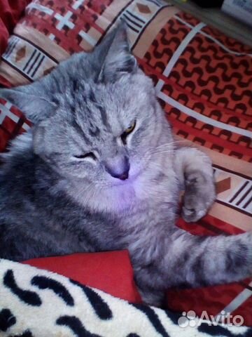 Котик Акела британский 1год