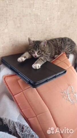 Невероятно милый котёнок ищет семью