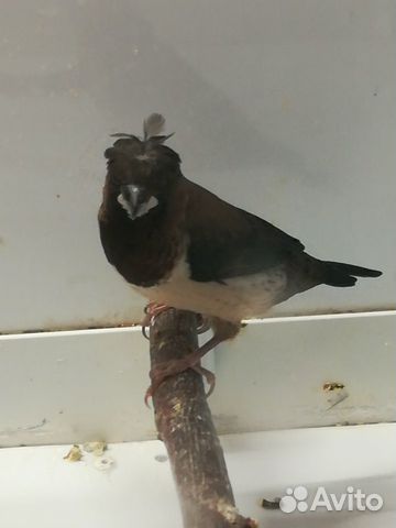 Продаю амадин японских. Молодежь 5 месяцев