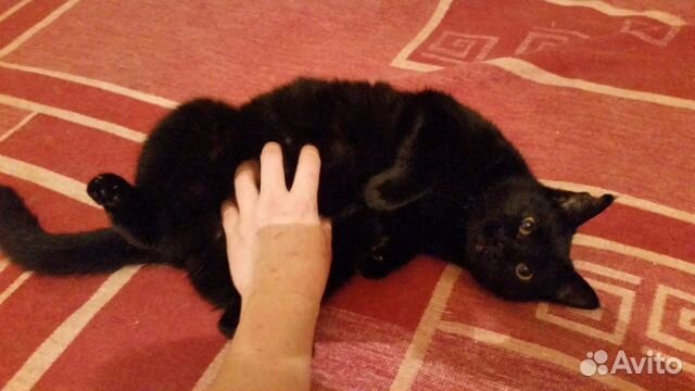 Стерилизованая Кошка пантерка в хорошие руки