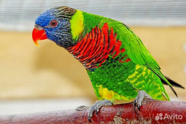 Попугай Лорикет многоцветный