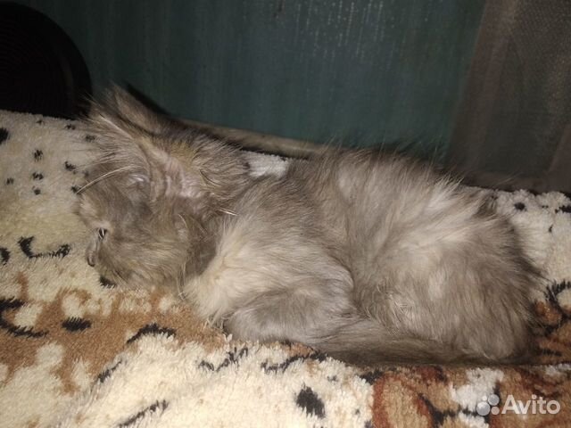 Котята