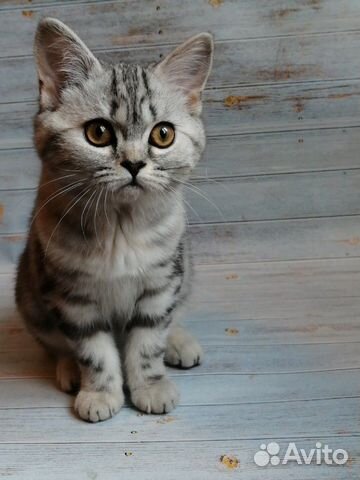 Шотландские котята