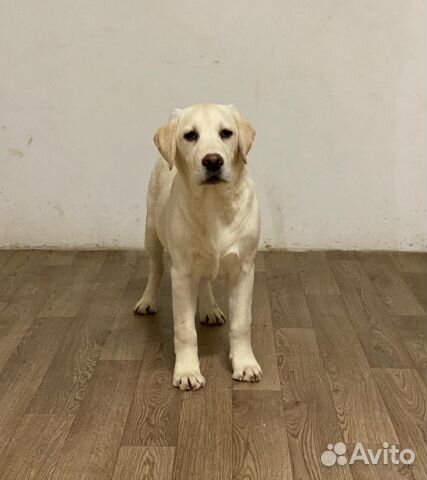 Лабрадор палевый мальчик 8 мес РКФ