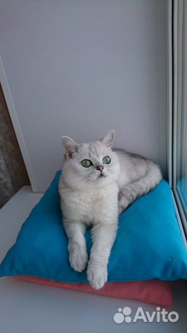 Вязка с шиншилловым котиком