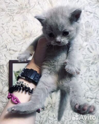 Британские котята