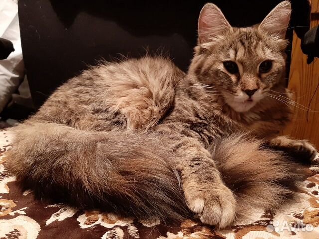 Красавица Сильвана ждет человека