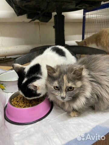 Котенок 4-5 месяцев