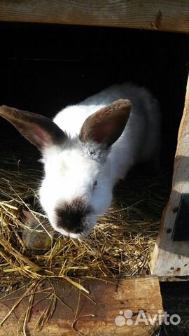 Продаются породистые кролики