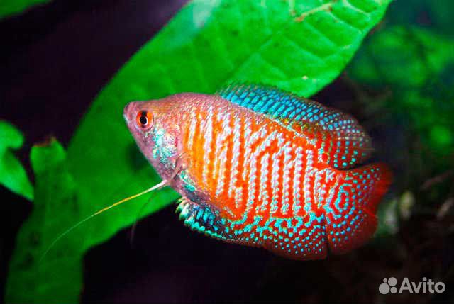 Отдам в хорошие руки Лялиуса природный окрас