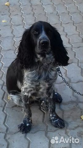 Кобель на вязку