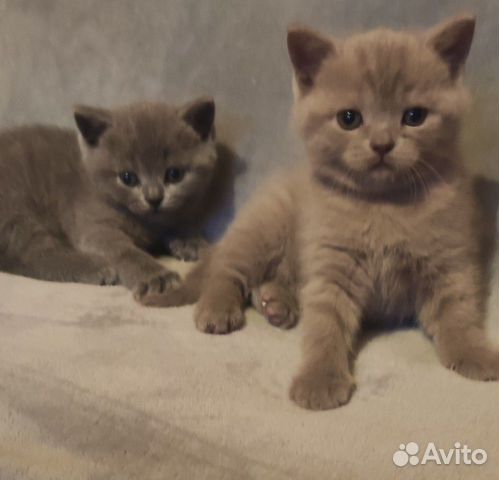 Британская