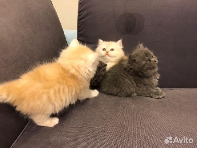 Котята британские