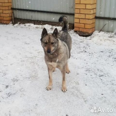 Лайка, 3 года, стерилизована