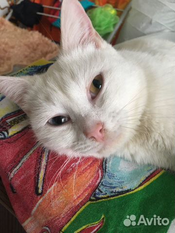 Као Мани кошечка