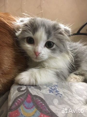 Котенок девочка 2,5 месяца