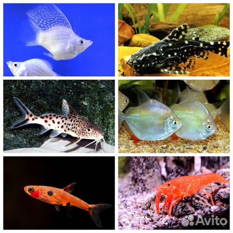 Новые рыбки и раки.рыба разная