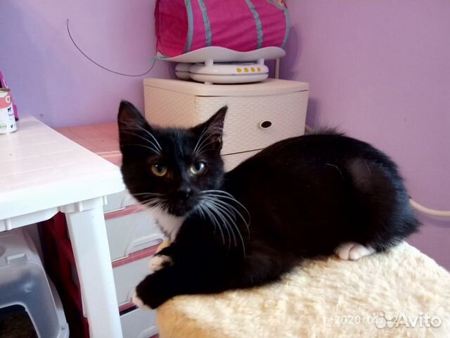 Котёнок-маркизочка Аза в добрые руки