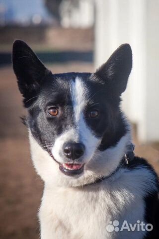 Лайка в добрые руки ответственных людей