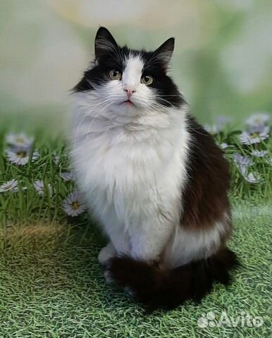 Котодети из приюта ищут своих родителей