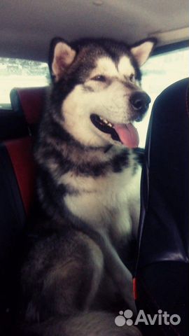 Аляскинский маламут