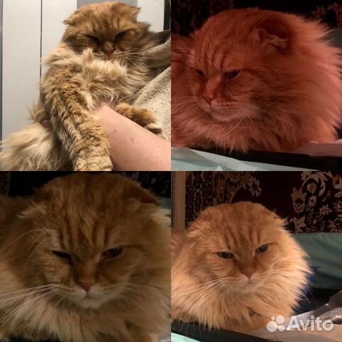 Отдадим в добрые руки шотландского вислоухого кота
