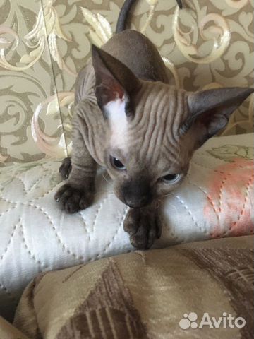 Канадский сфинкс