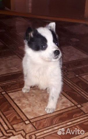 Щенок девочка Зайка