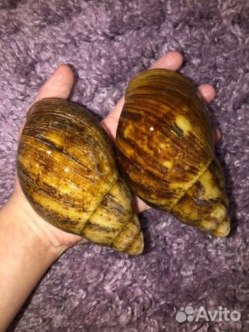 Архахатина овум стандарт/сильвер