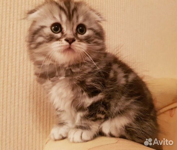 Шотландские вислоухие котята