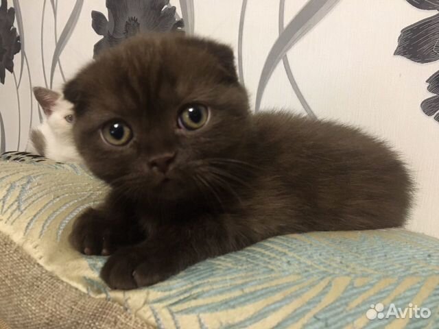 Британская кошечка шоколадка
