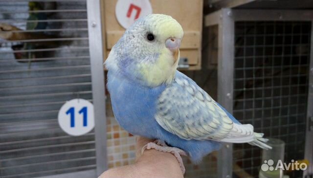 Кобальтовый, желтолицый птенчик