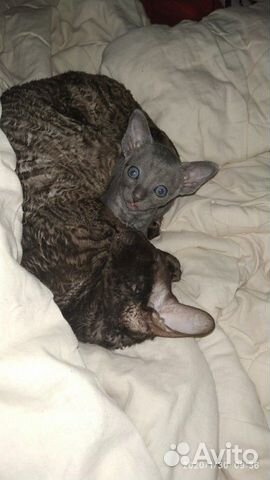 Корниш-Рекс