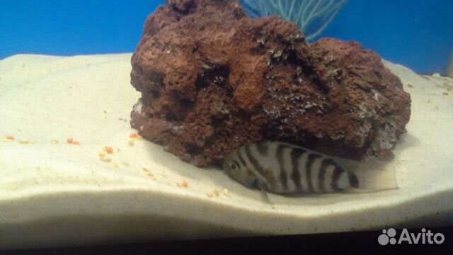 Аквариум понарамный 30л